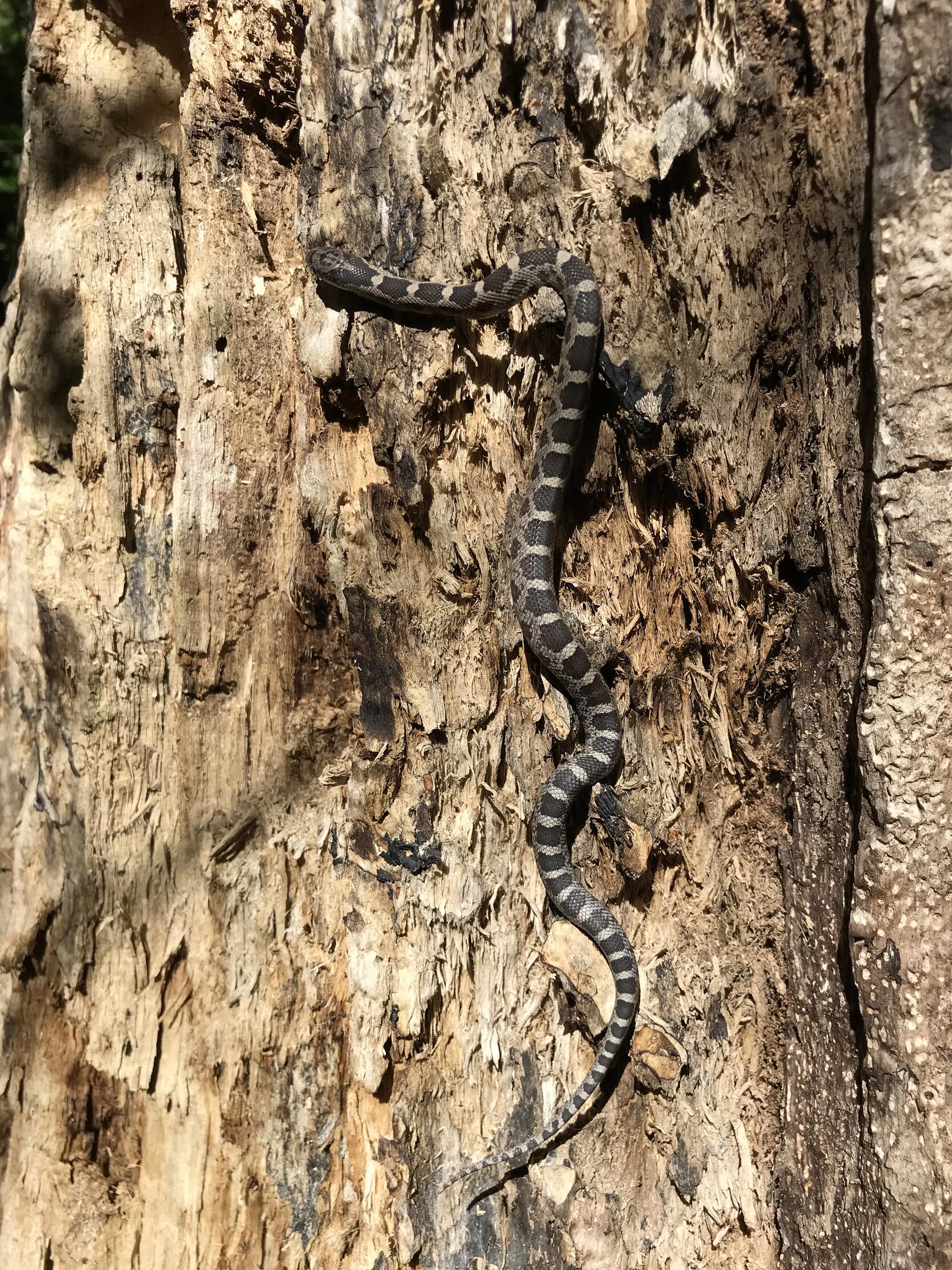 Eastern Ratsnake | Mass.gov