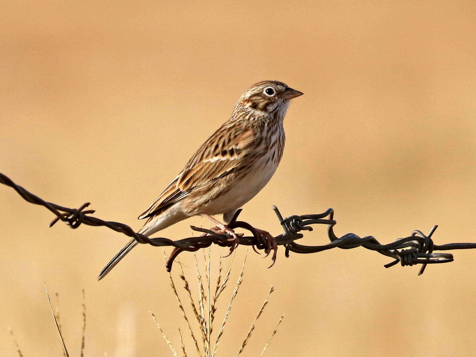 Vesper Sparrow | Mass.gov
