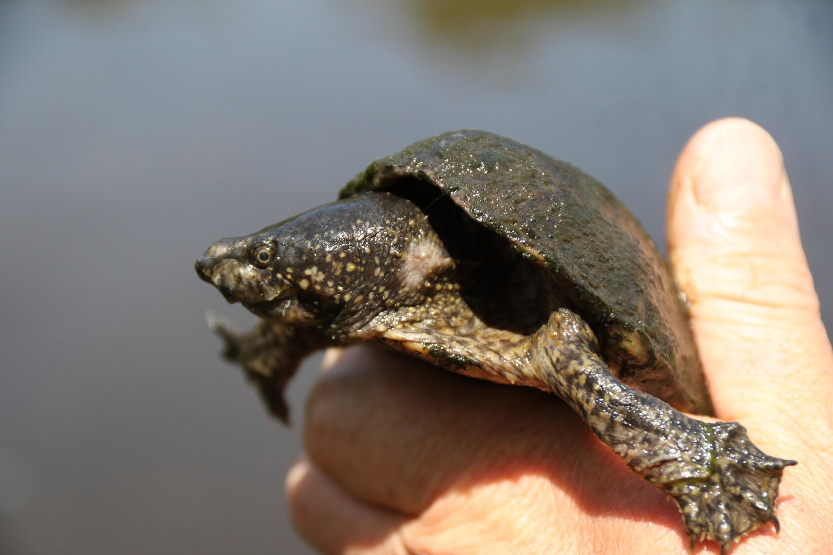 Eastern Musk Turtle | Mass.gov