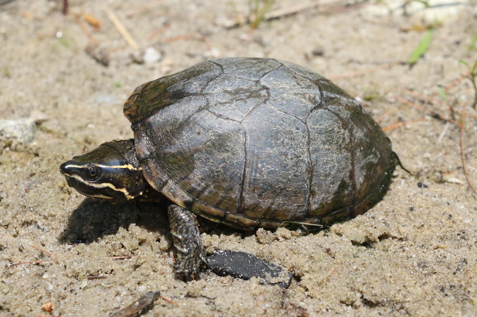 Eastern Musk Turtle | Mass.gov