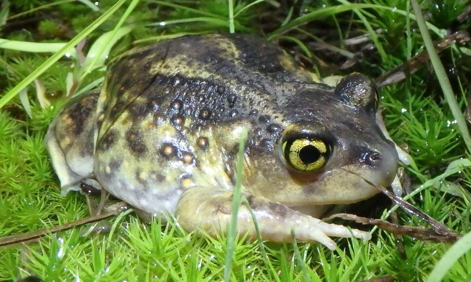 Eastern Spadefoot | Mass.gov