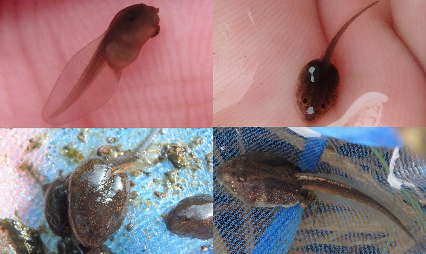 Eastern Spadefoot | Mass.gov