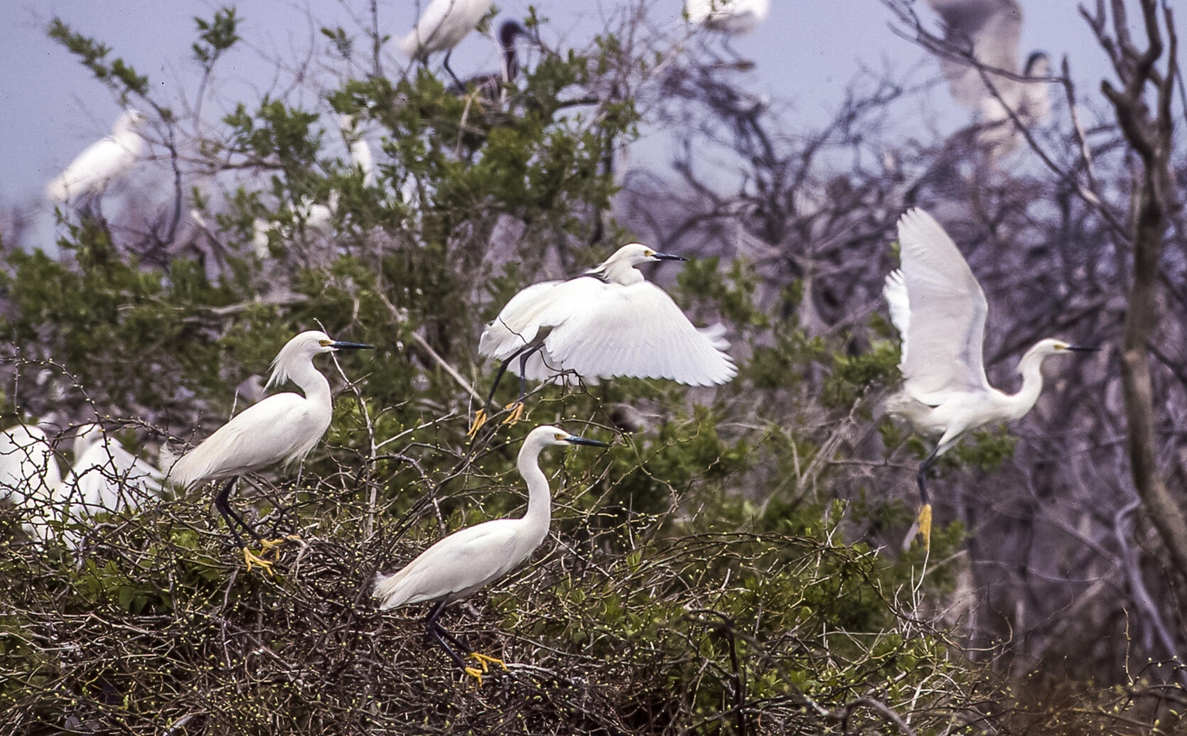 Snowy Egret | Mass.gov