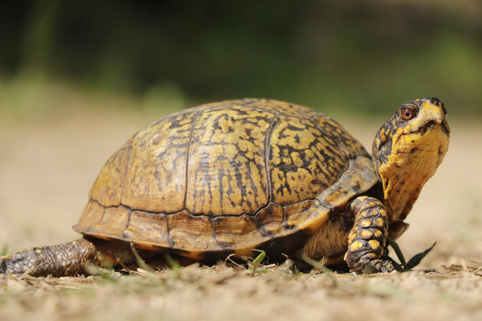 Eastern Box Turtle | Mass.gov