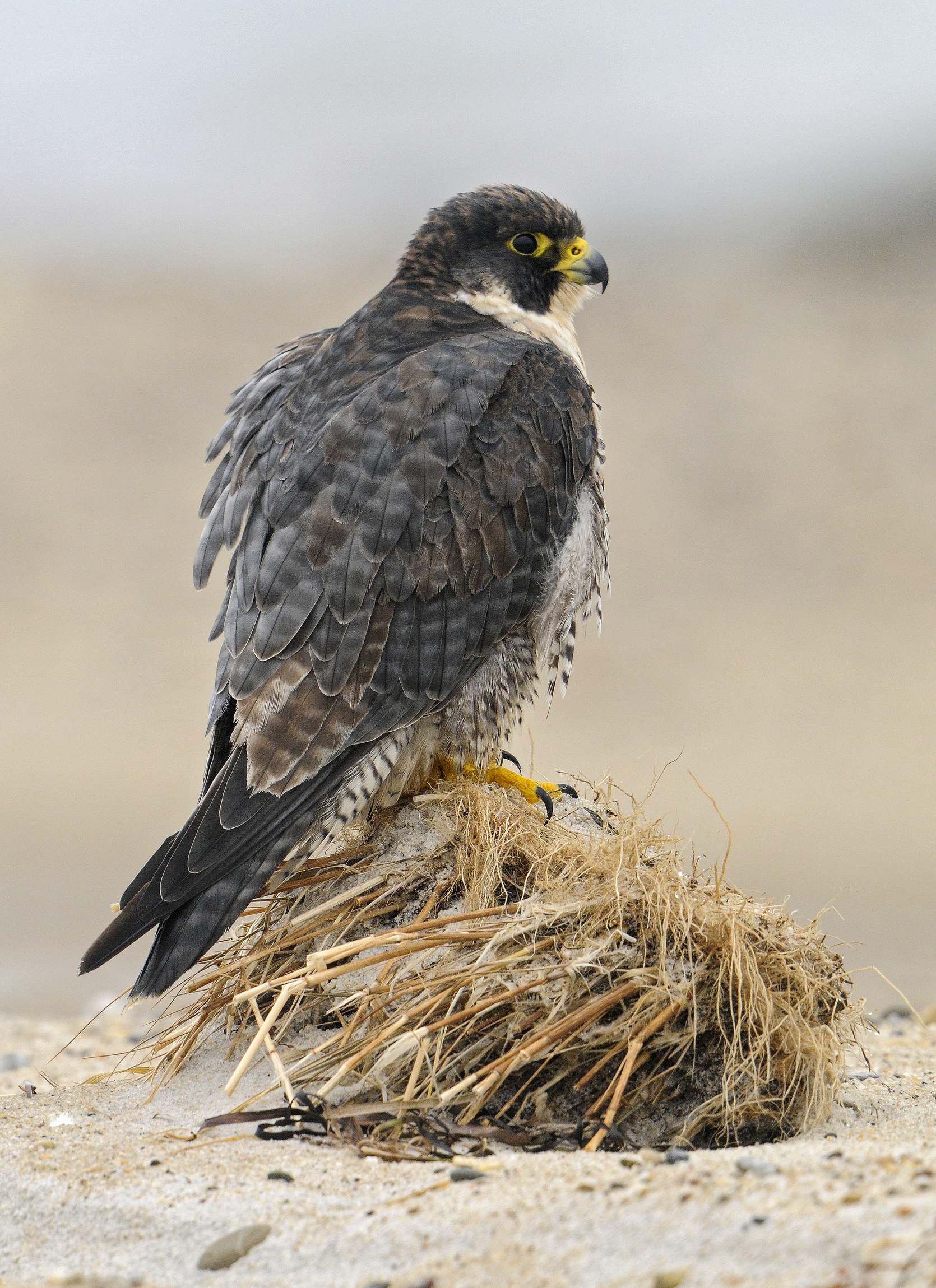 Peregrine Falcon | Mass.gov