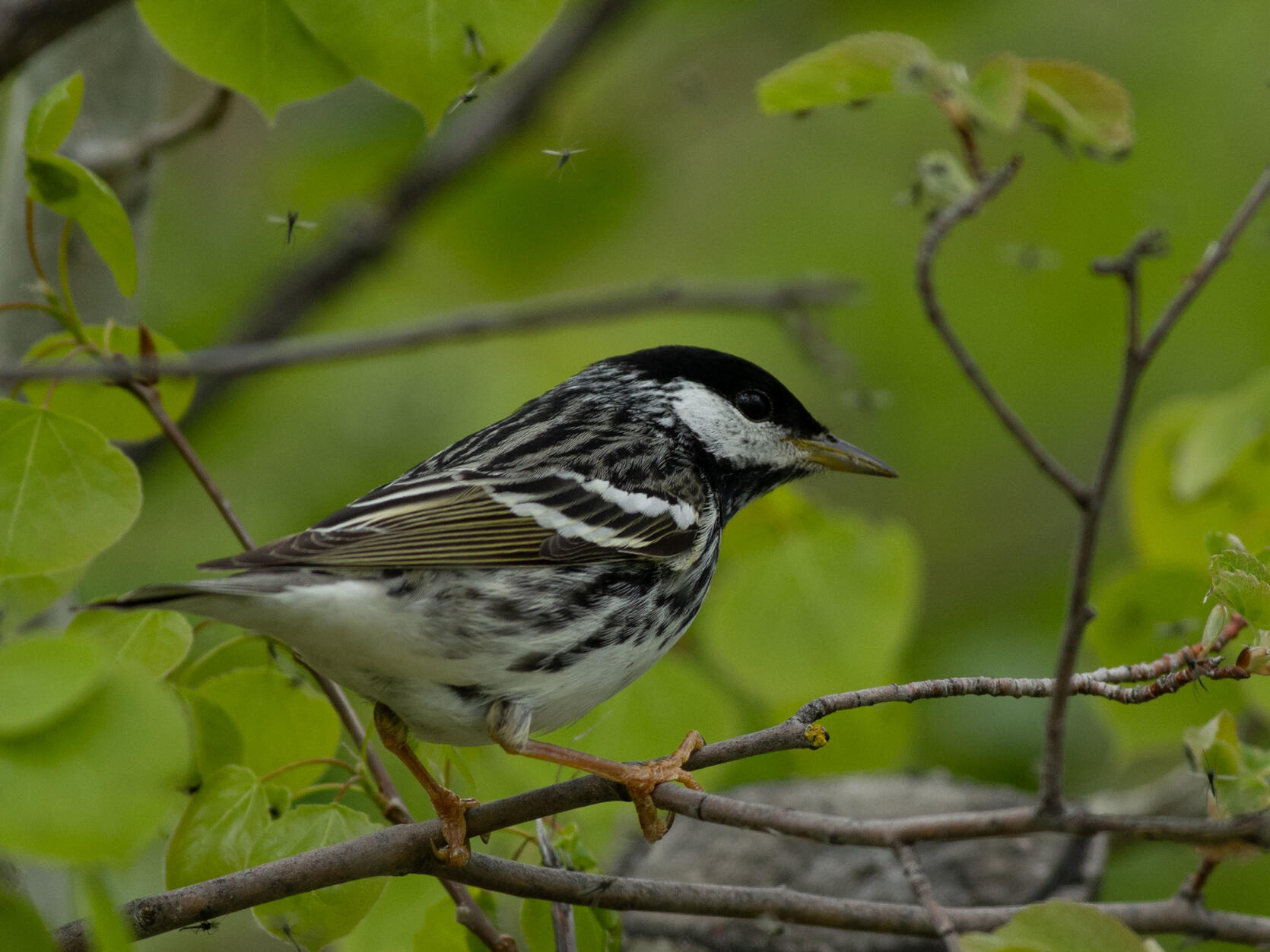 Blackpoll Warbler | Mass.gov