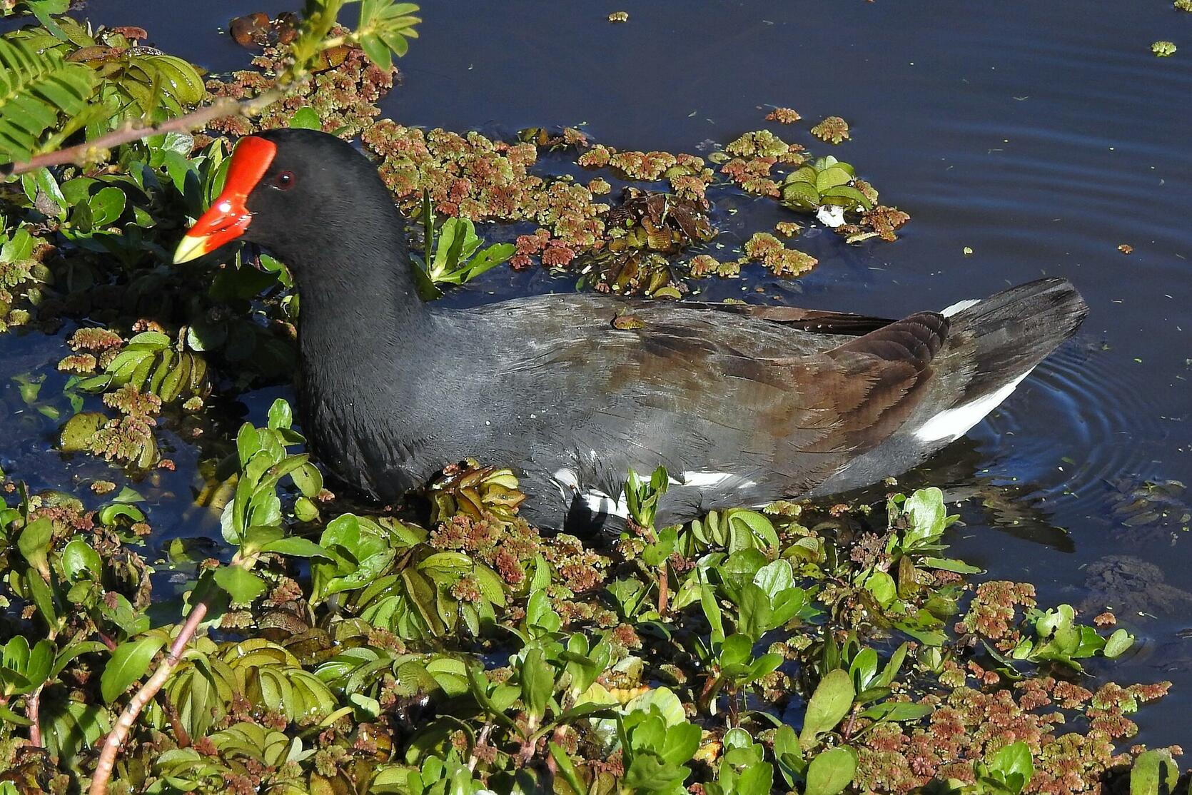 Common Gallinule | Mass.gov