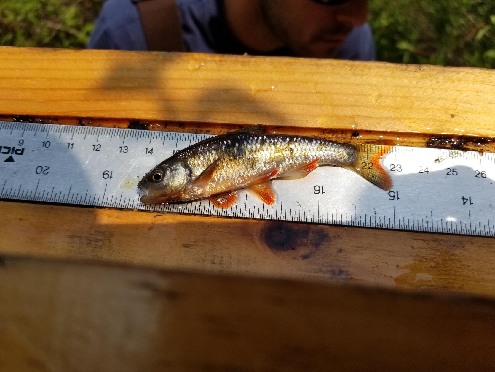 Common Shiner | Mass.gov
