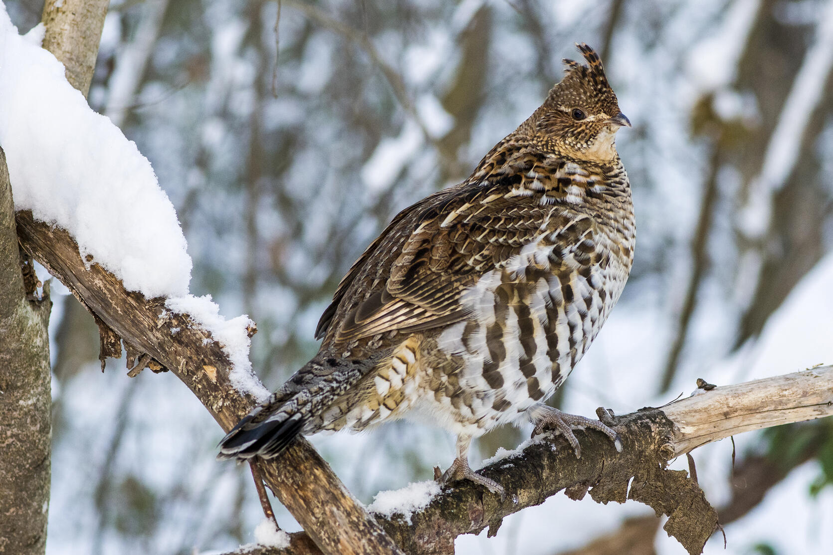 Ruffed Grouse | Mass.gov