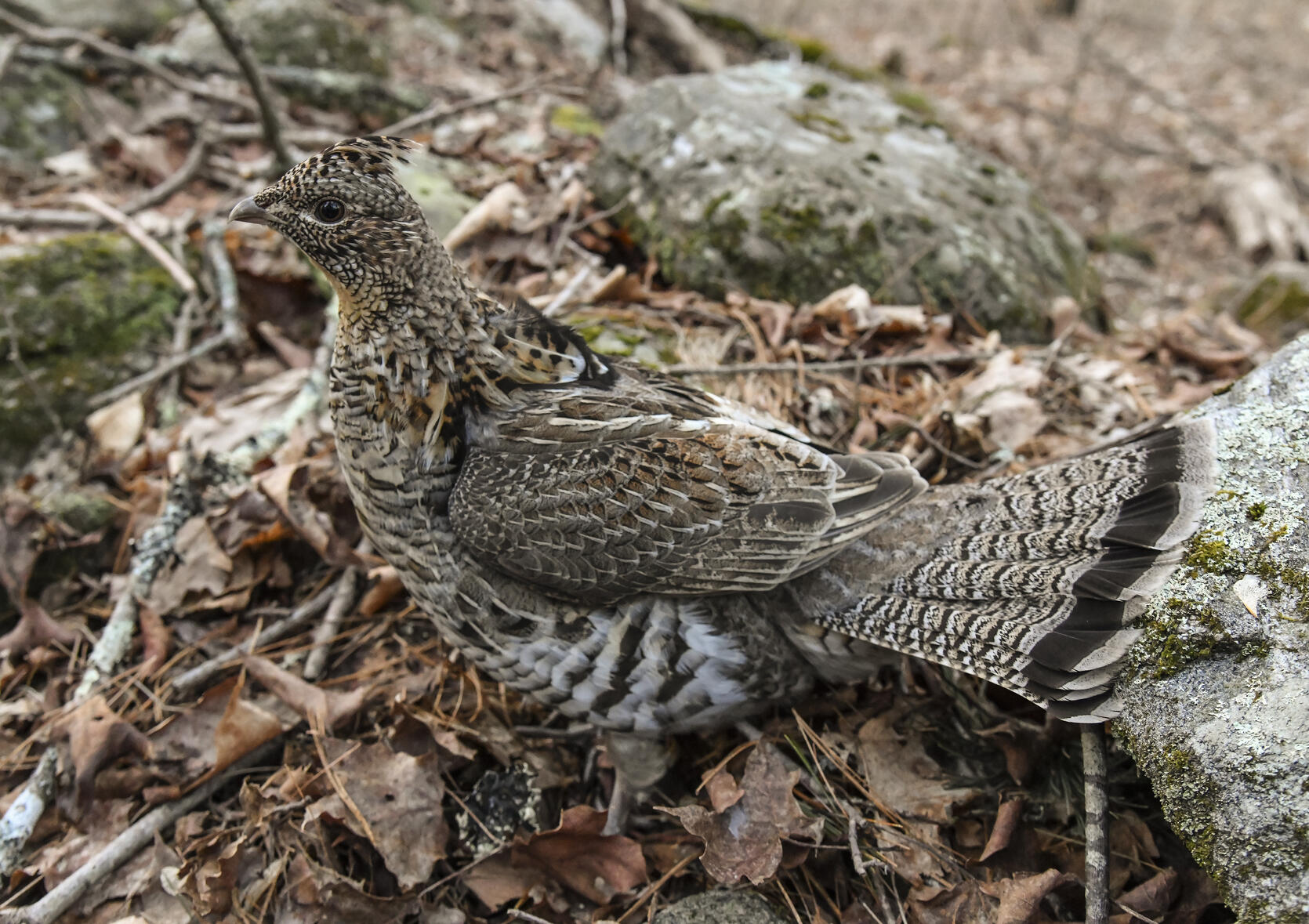 Ruffed Grouse | Mass.gov