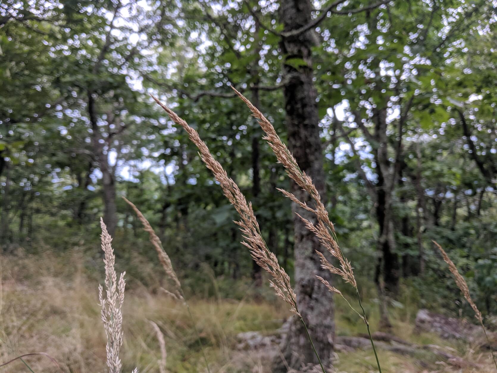 New England Northern Reed Grass | Mass.gov