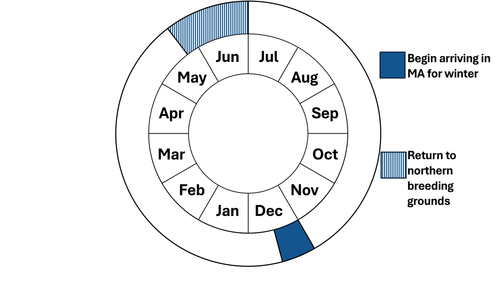 Long-tailed Duck | Mass.gov