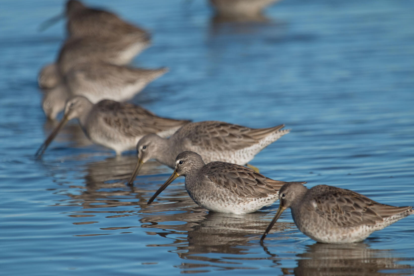 Short-billed Dowitcher | Mass.gov