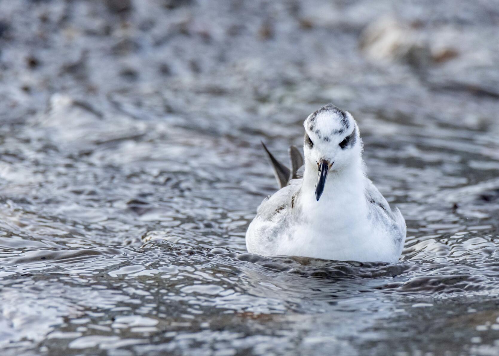 Red Phalarope | Mass.gov