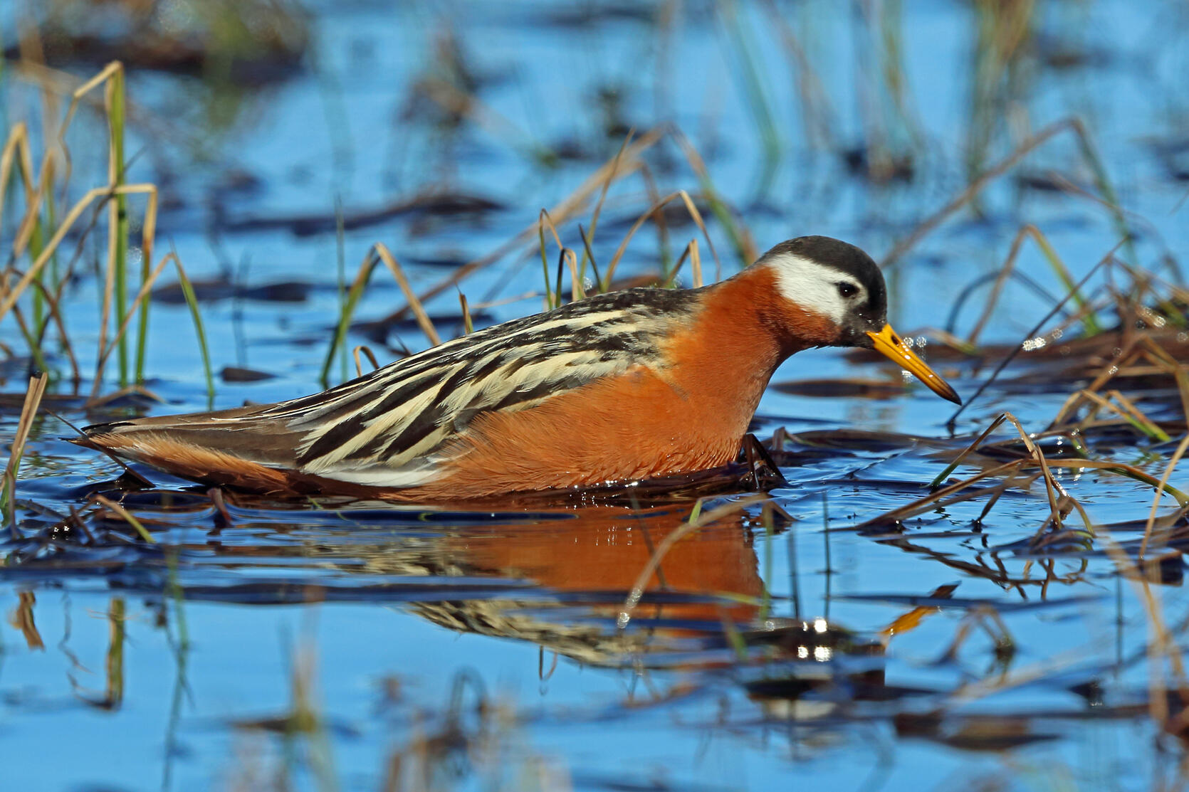 Red Phalarope | Mass.gov