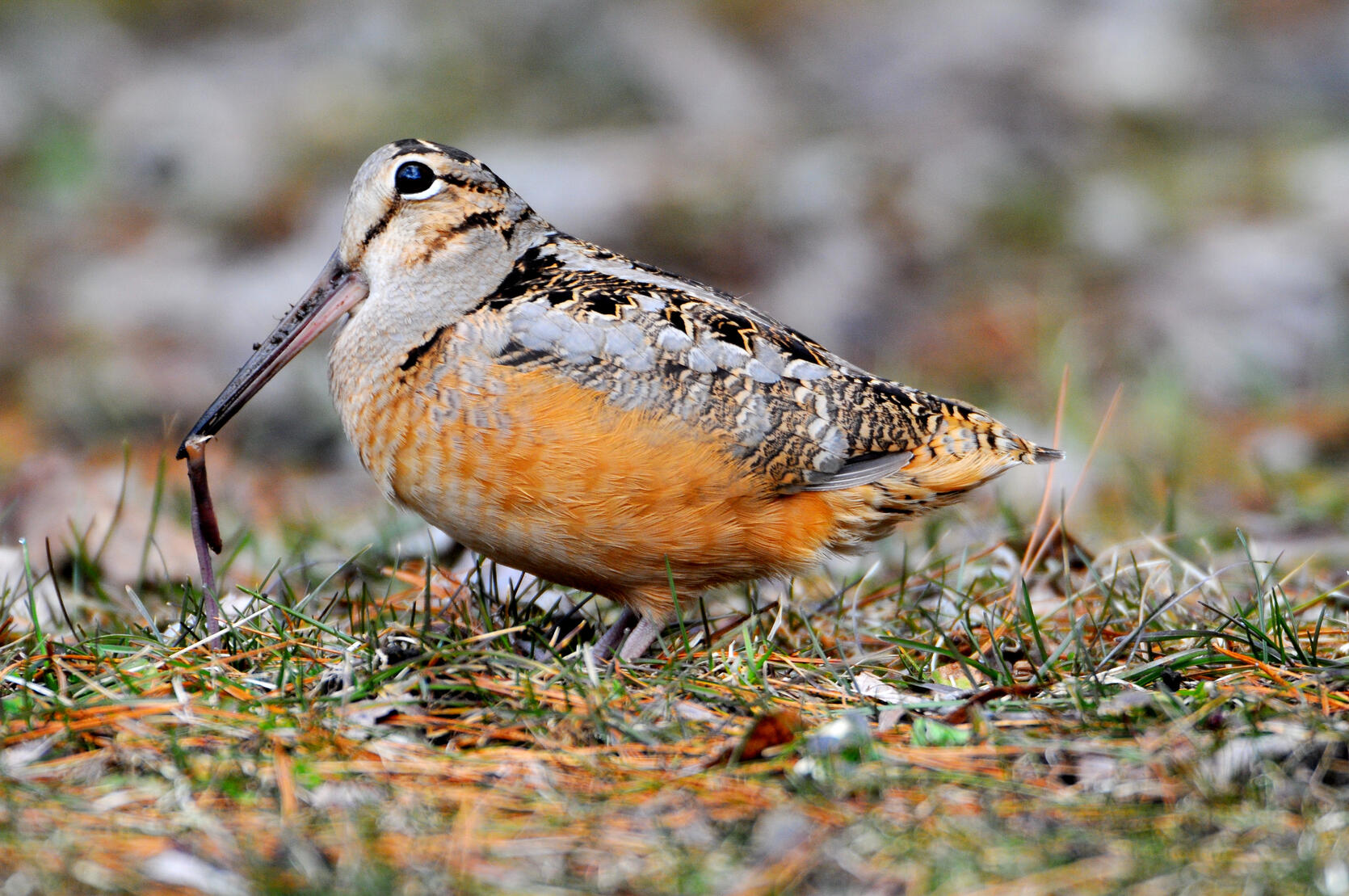American Woodcock | Mass.gov