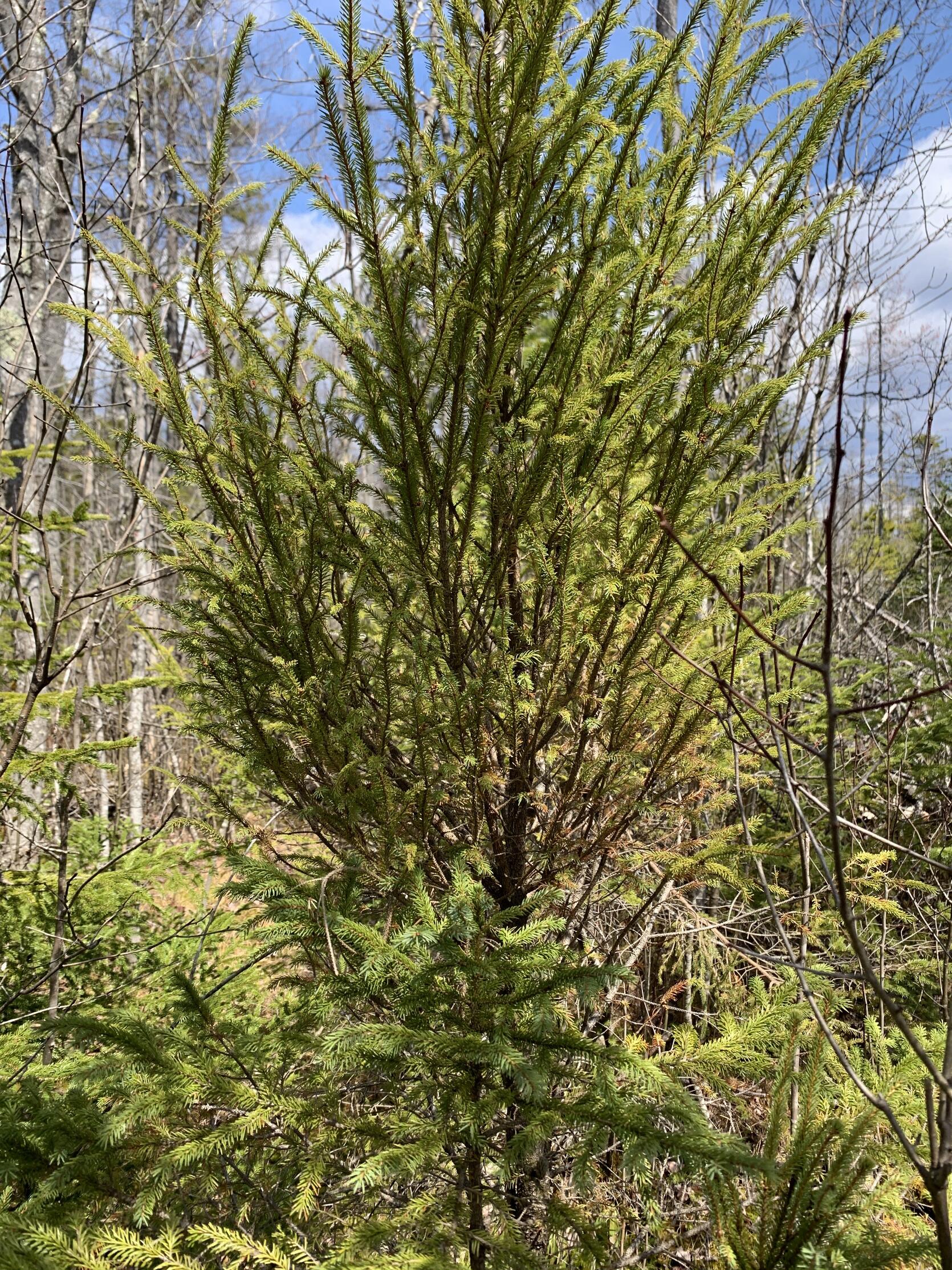 Eastern Dwarf Mistletoe | Mass.gov