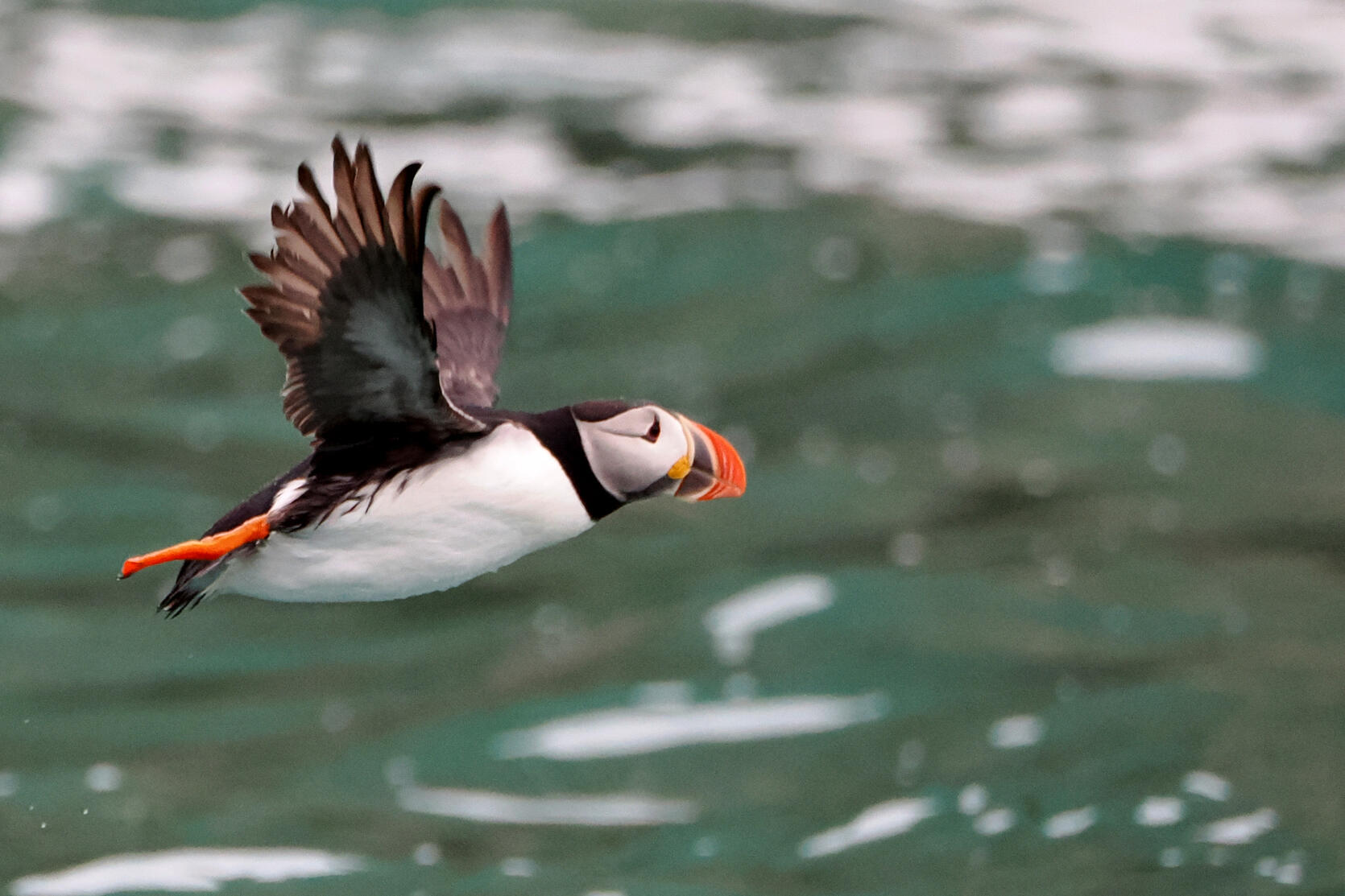 Atlantic Puffin | Mass.gov