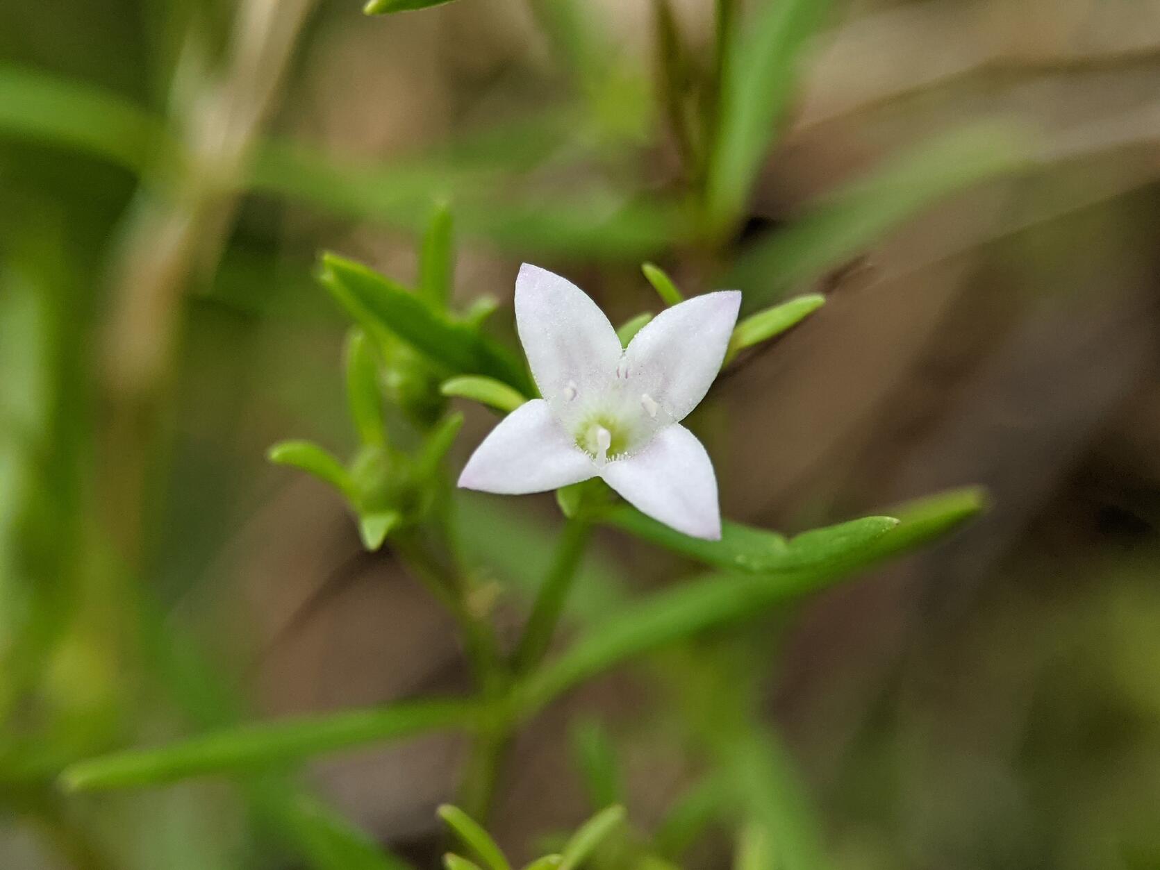 Long-leaved Bluet | Mass.gov