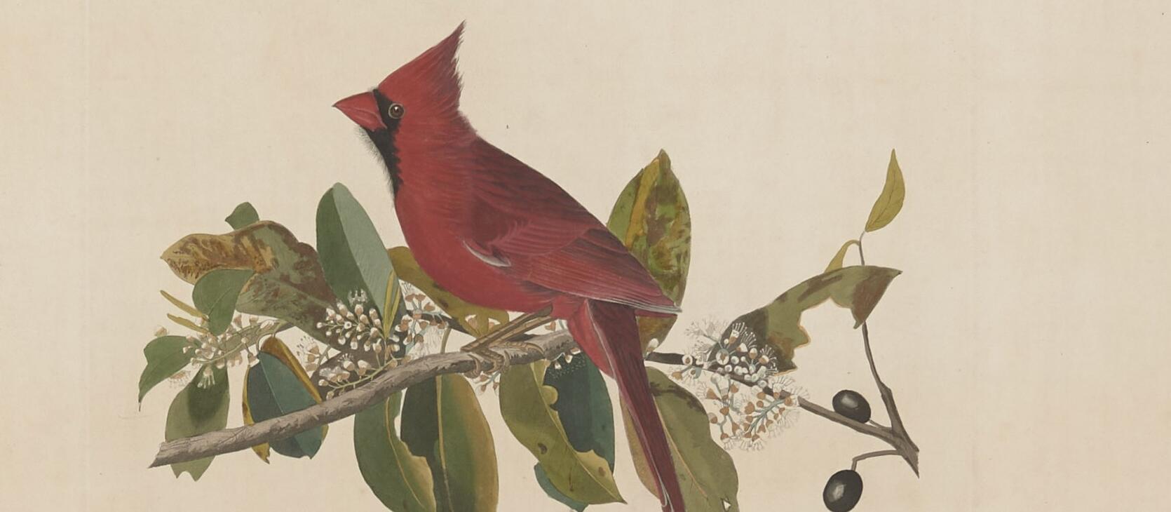 The Cardinal Returns! | Mass.gov