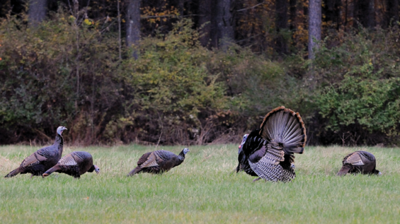 Turkey troubles: How to minimize aggressive turkey encounters this ...