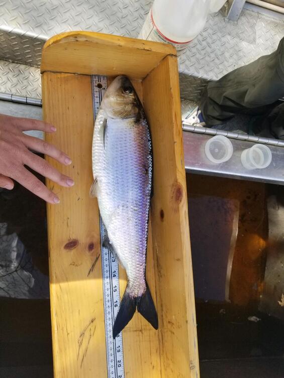 Creature Feature: American Shad (Alosa sapidissima) | Mass.gov