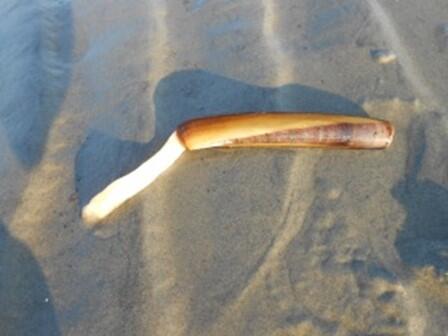 Creature Feature: Razor Clams, Ensis leei | Mass.gov