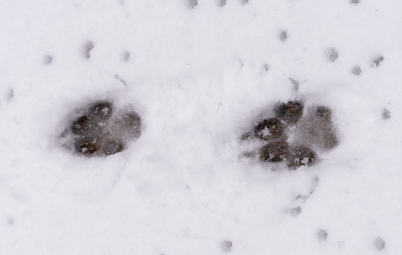 Get to know animal tracks | Mass.gov