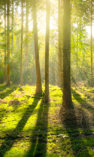 Massachusetts Environmental Policy Act Office | Mass.gov