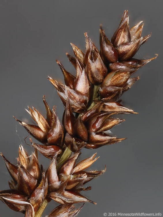 Panicled Sedge | Mass.gov