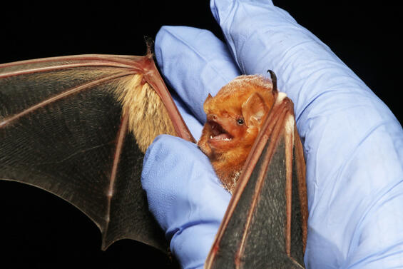 Eastern Red Bat | Mass.gov