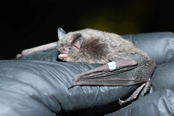 Indiana Bat | Mass.gov