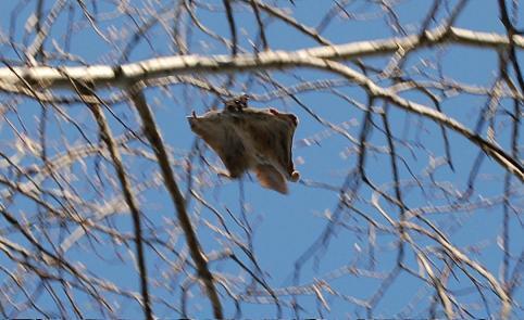 Northern Flying Squirrel | Mass.gov