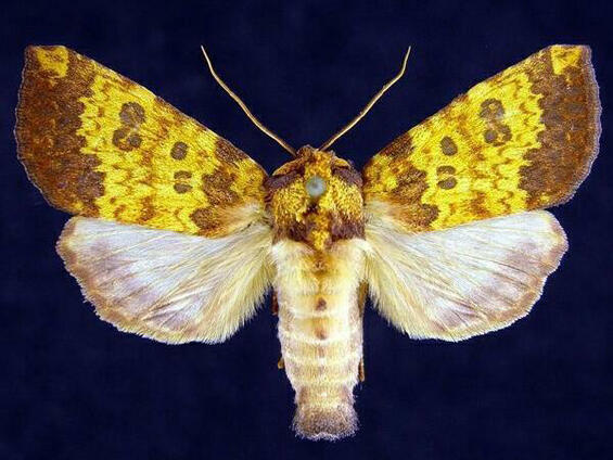 Golden Borer | Mass.gov