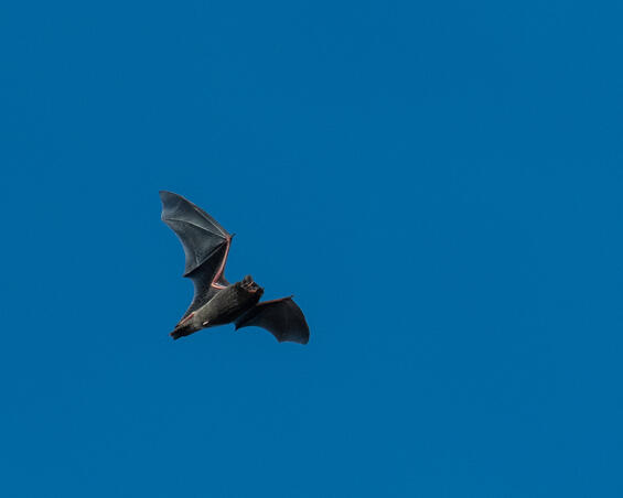 Silver-haired Bat | Mass.gov