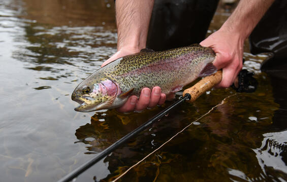Trout stocking begins in March | Mass.gov
