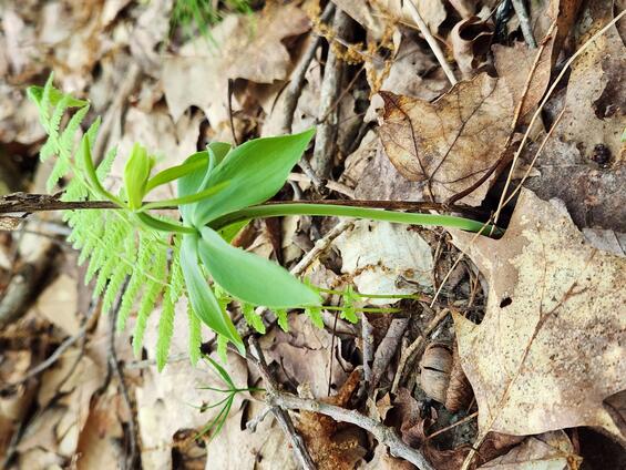 Small Whorled Pogonia | Mass.gov