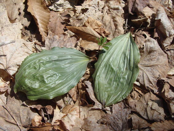 Putty-root | Mass.gov