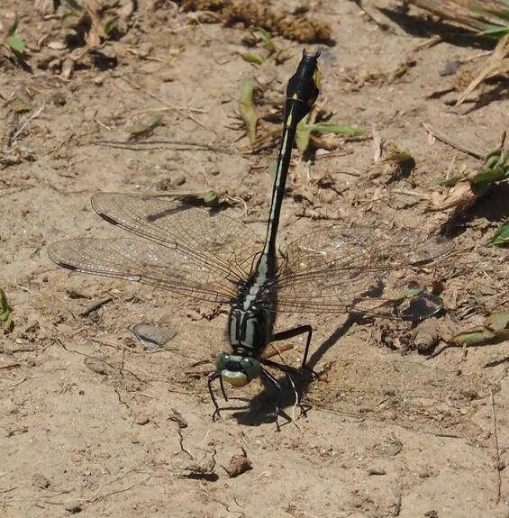 Midland Clubtail | Mass.gov