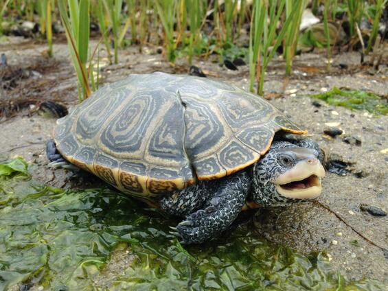 Northern Diamond-backed Terrapin | Mass.gov