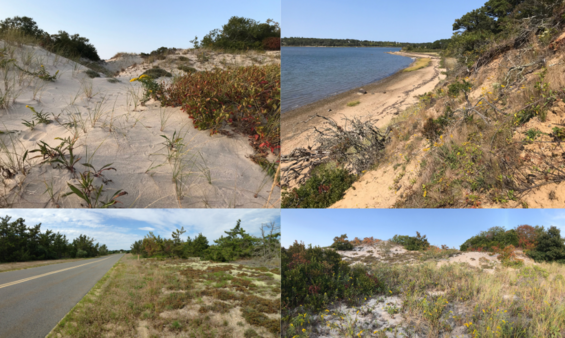 Northern Diamond-backed Terrapin | Mass.gov