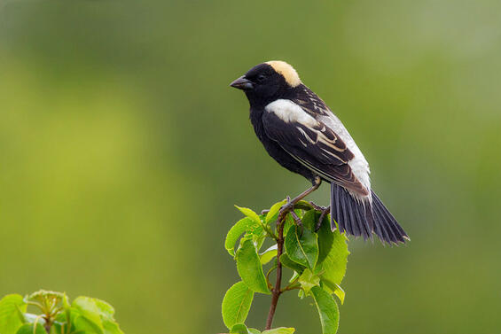 Bobolink | Mass.gov