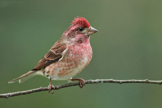 Purple Finch | Mass.gov