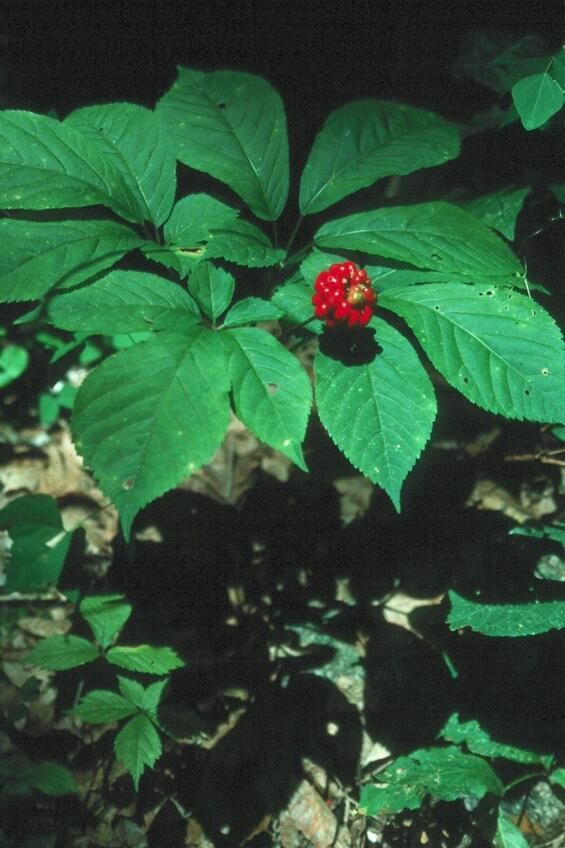 American Ginseng | Mass.gov