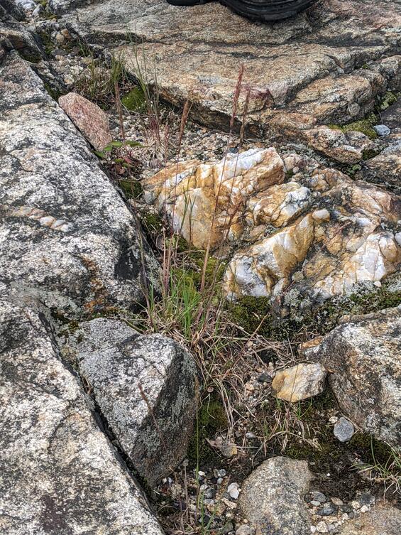 Narrow False Oats | Mass.gov