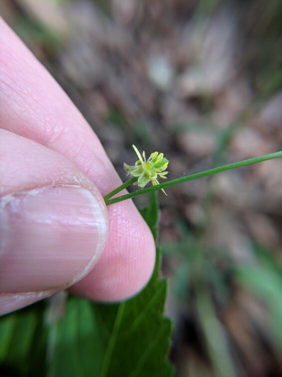 Small-flowered Buttercup | Mass.gov