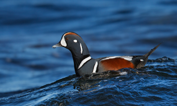 Harlequin Duck | Mass.gov