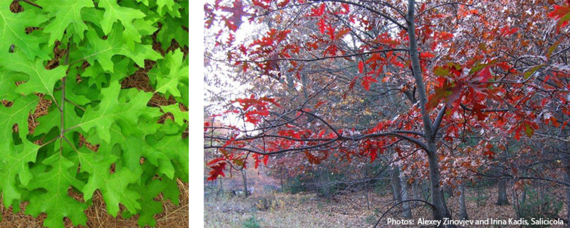 Coastal Landscaping in Massachusetts - Trees | Mass.gov