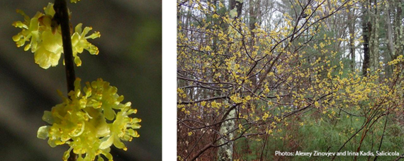 Coastal Landscaping in Massachusetts - Shrubs, Groundcovers, and Vines ...