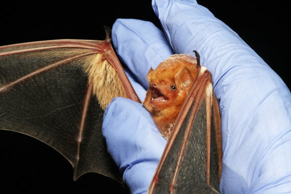 Eastern Red Bat | Mass.gov